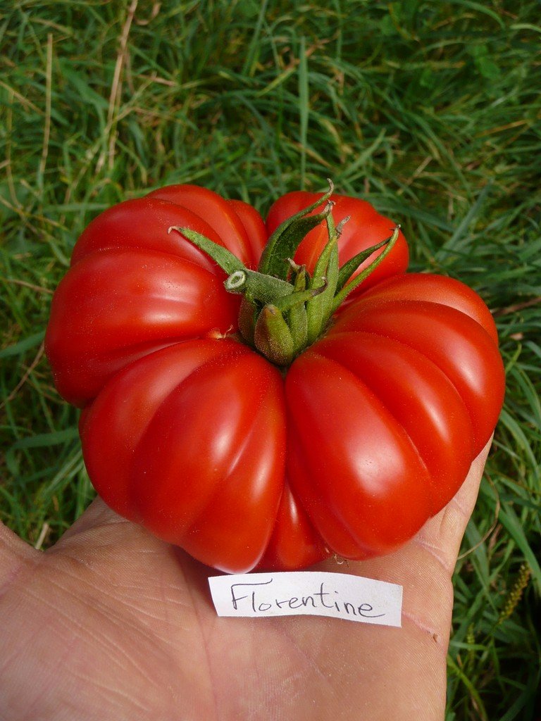 Graines biologiques de Tomate "Florentine" - Pensez Sauvage