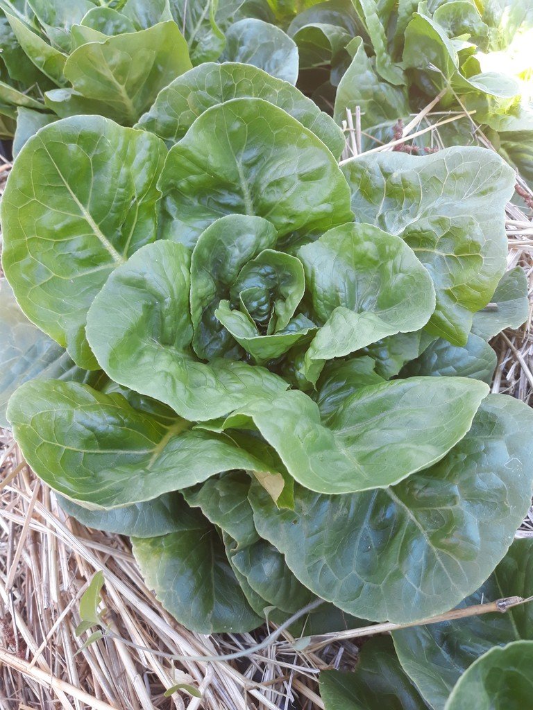 Graines biologiques de Laitue "Reine de Juillet" - Pensez Sauvage