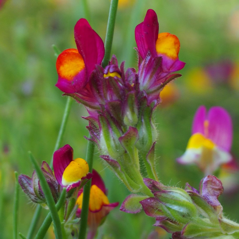 Graines biologiques de Linaire "Flamenco" - Pensez Sauvage