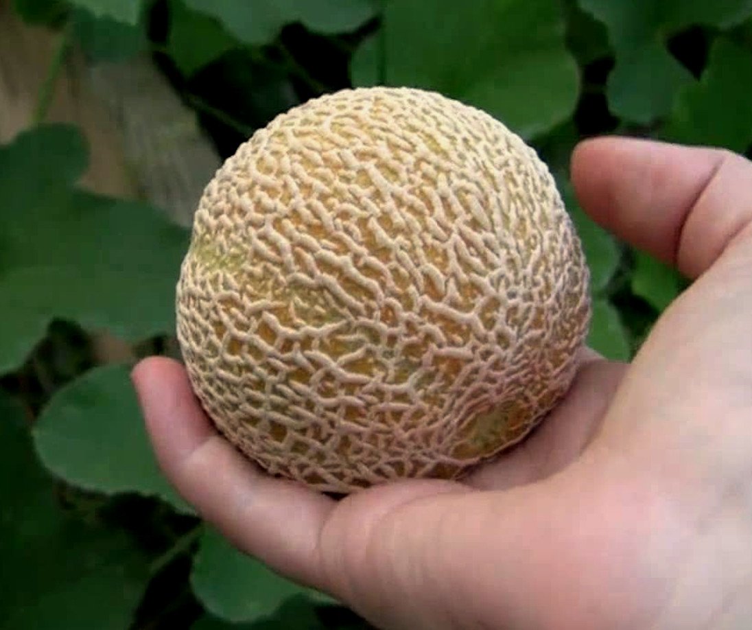 Graines biologiques de Melon "Minnesota Midget" - Pensez Sauvage