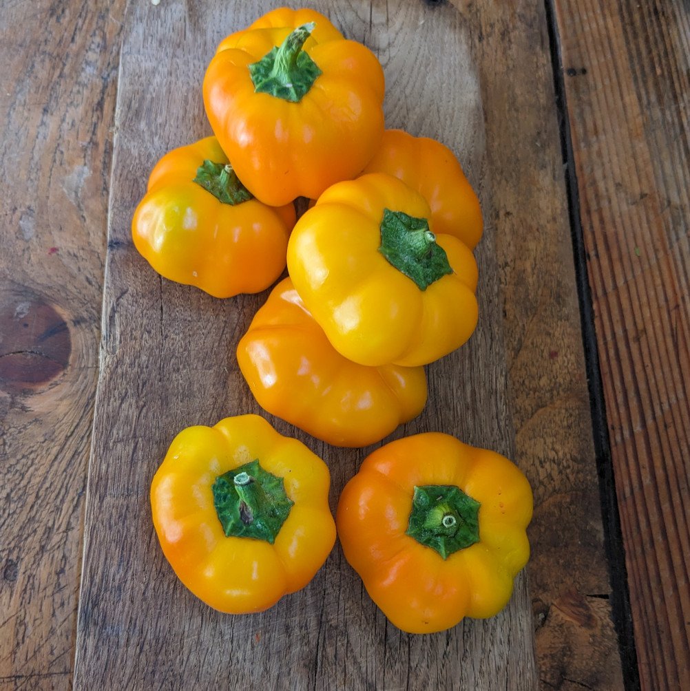 Graines biologiques de Poivrons Doe Hill - Pensez Sauvage