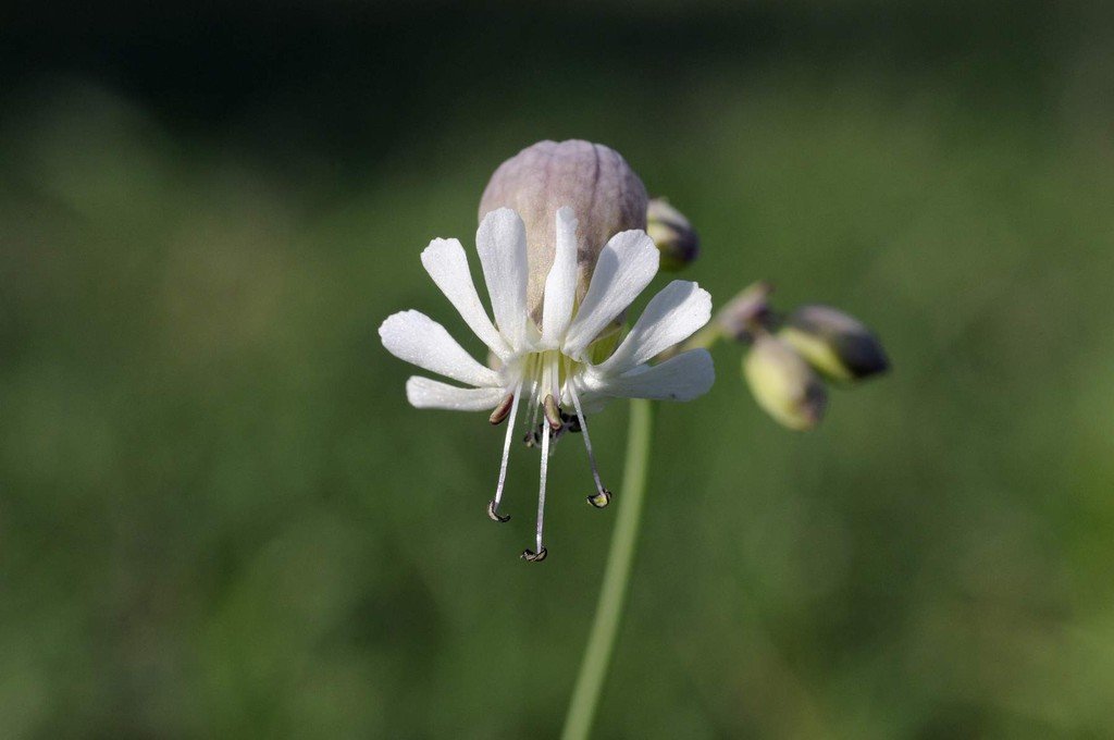 Graines biologiques de Silene Inflata "Stridolo" - Pensez Sauvage