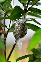 Le marcottage - Pensez Sauvage