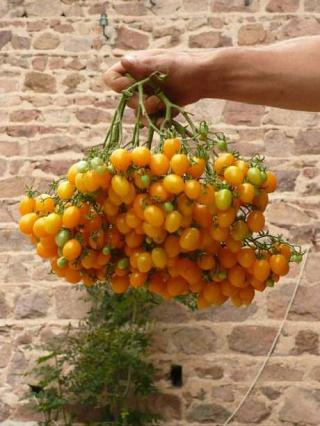 Graines biologiques de Tomate "Cuatomate" - PENSEZ SAUVAGE