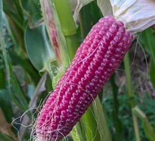 Semences biologiques de Maïs - PENSEZ SAUVAGE