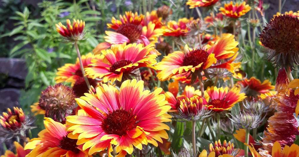 Graines biologiques de Gaillarde - Pensez Sauvage