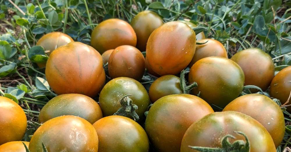 Graines biologiques de Tomate Evil Olive - Pensez Sauvage