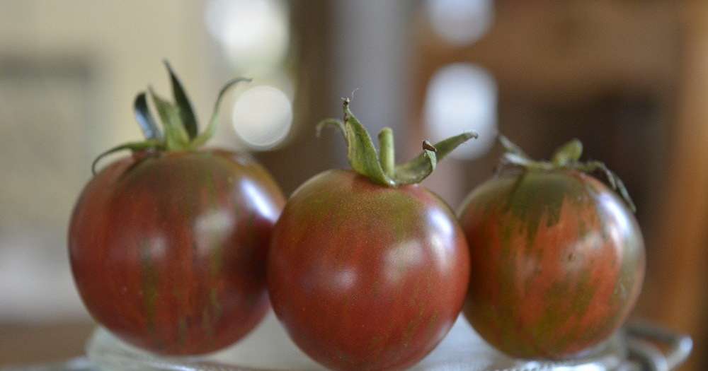 Graines biologiques de Tomate "Black Vernissage" - Pensez Sauvage