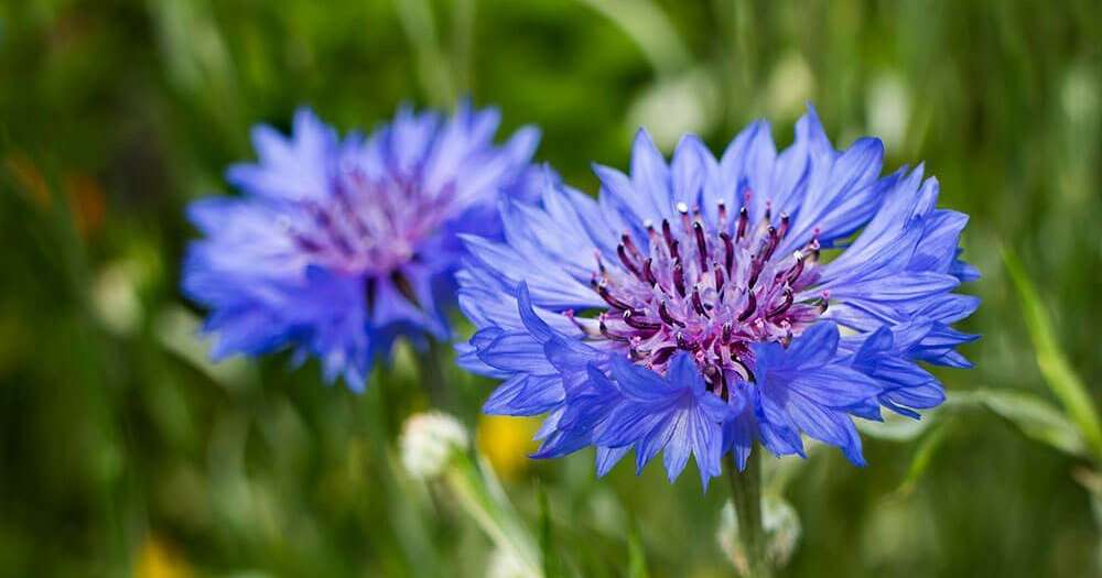 Graines biologiques de Bleuet des champs - Pensez Sauvage