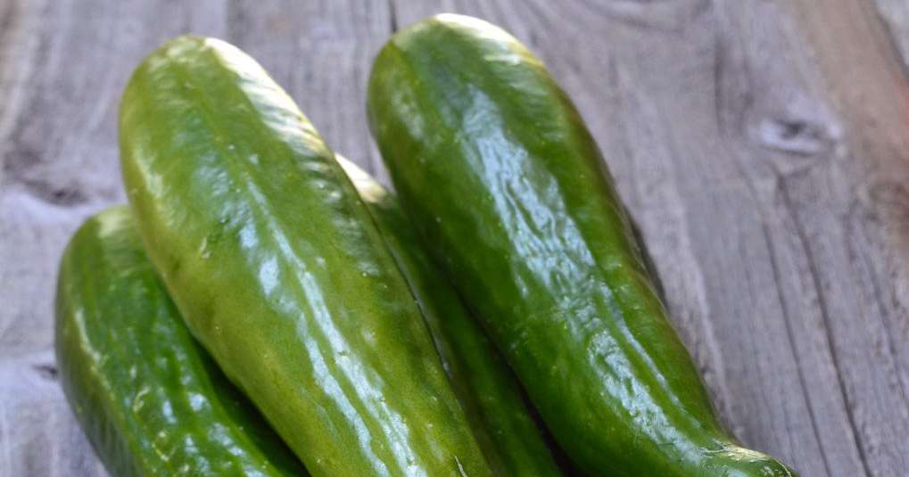 Graines biologiques de Concombre Rollison's telegraph - Pensez Sauvage