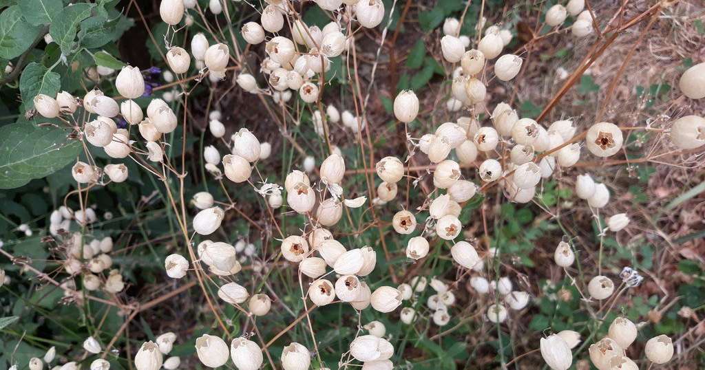 Graines biologiques de Silene Inflata "Stridolo" - Pensez Sauvage