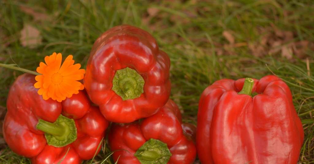 Graines biologiques de Poivron King of the North - Pensez Sauvage