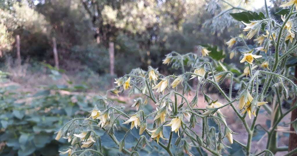 Graines biologiques de Tomate "Rose Quartz Multiflora" - Pensez Sauvage
