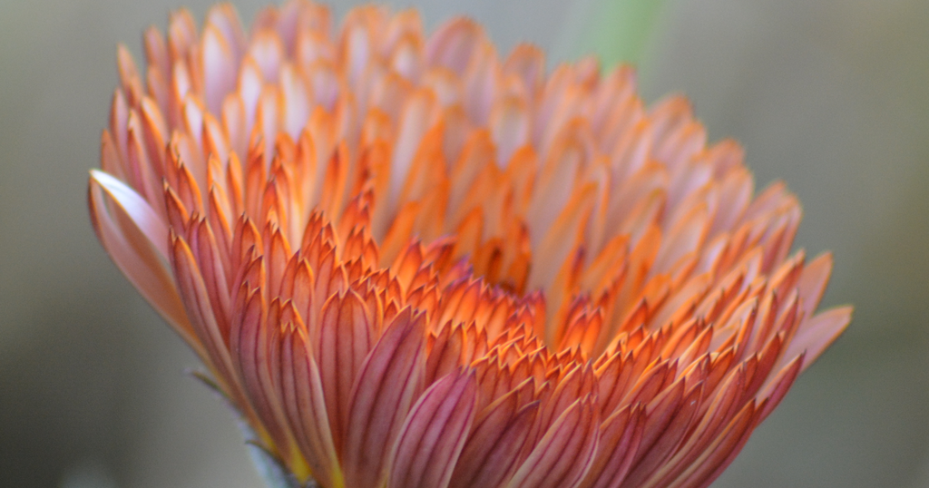 Graines biologiques de Calendula "Triangle Flashback" - Pensez Sauvage