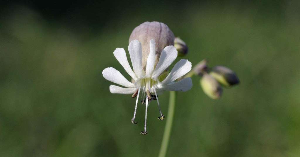 Graines biologiques de Silene Inflata "Stridolo" - Pensez Sauvage