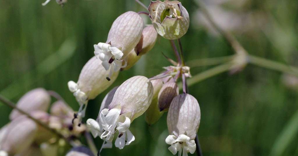 Graines biologiques de Silene Inflata "Stridolo" - Pensez Sauvage