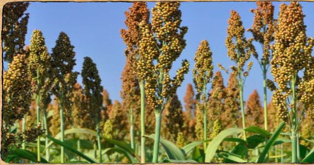 Semences biologiques de Sorgho - Pensez Sauvage