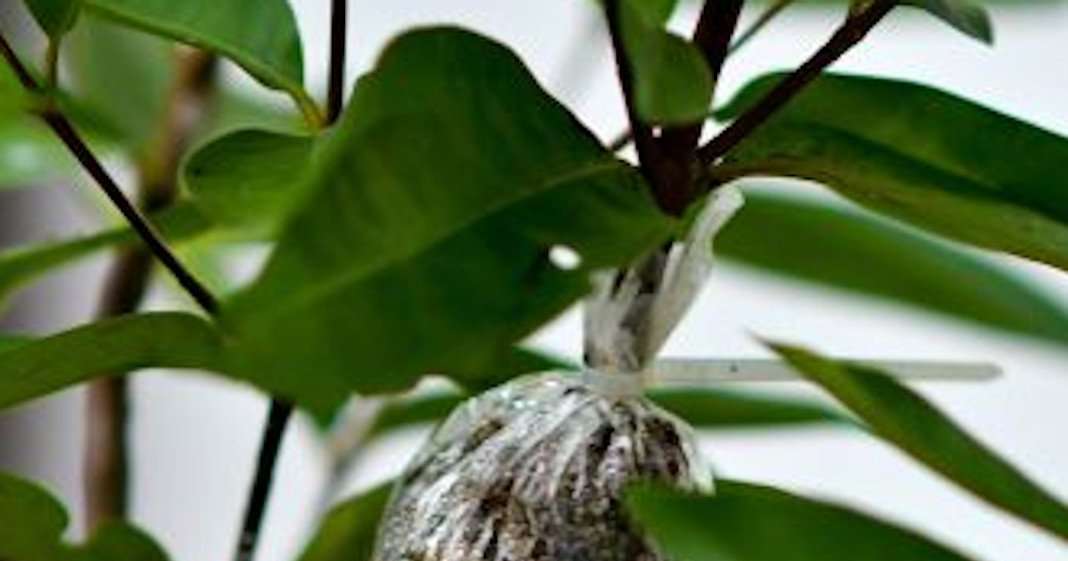 Le marcottage - Pensez Sauvage