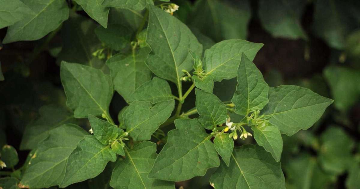 Graines biologiques de Morelle Chichiquelite - Pensez Sauvage