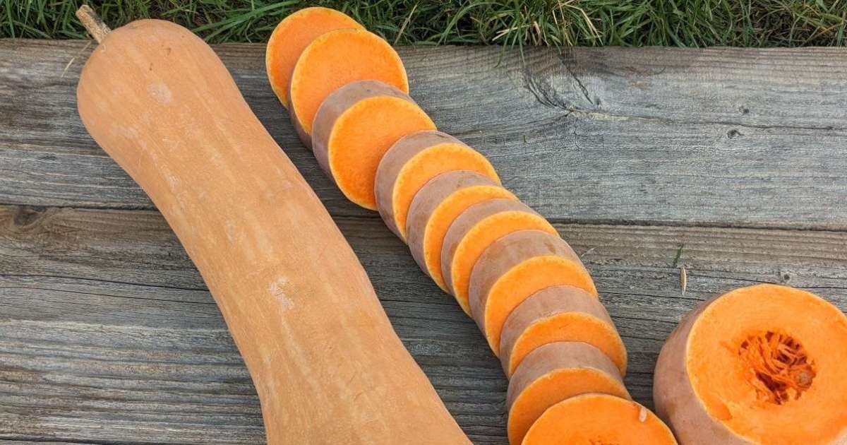 Graines biologiques de Courge "Longue de Nice" - Pensez Sauvage