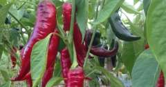 Graines biologiques de Piment Belrubi - Pensez Sauvage