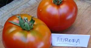 Graines biologiques de Tomate "Aurora" - Pensez Sauvage