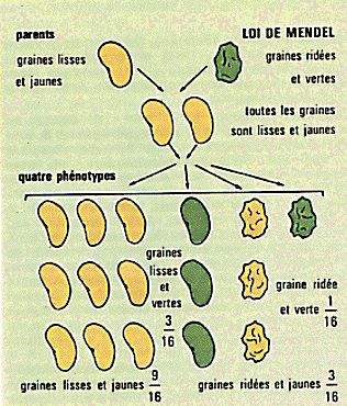 l'asso PENSEZ SAUVAGE
