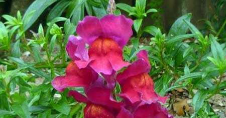 Graines biologiques de Gueule de Loup - Pensez Sauvage