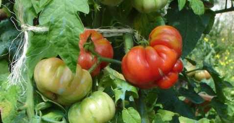 Graines biologiques de Tomate "Trefle du Togo" - Pensez Sauvage