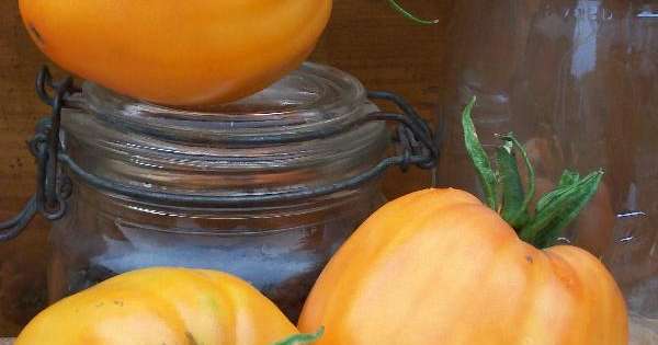 Graines biologiques de Tomate "Coeur de boeuf jaune" - Pensez Sauvage