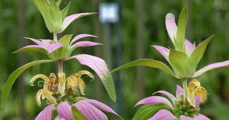 Graines biologiques de Monarde punctata - Pensez Sauvage