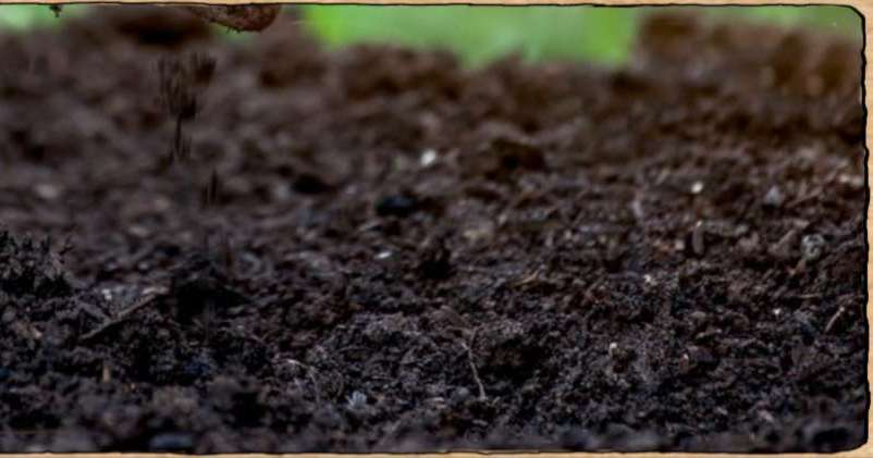 Semences biologiques et reproductibles de plantes poussant dans un sol ...