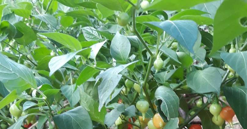 Graines biologiques de Piment doux Petit Bec - Pensez Sauvage