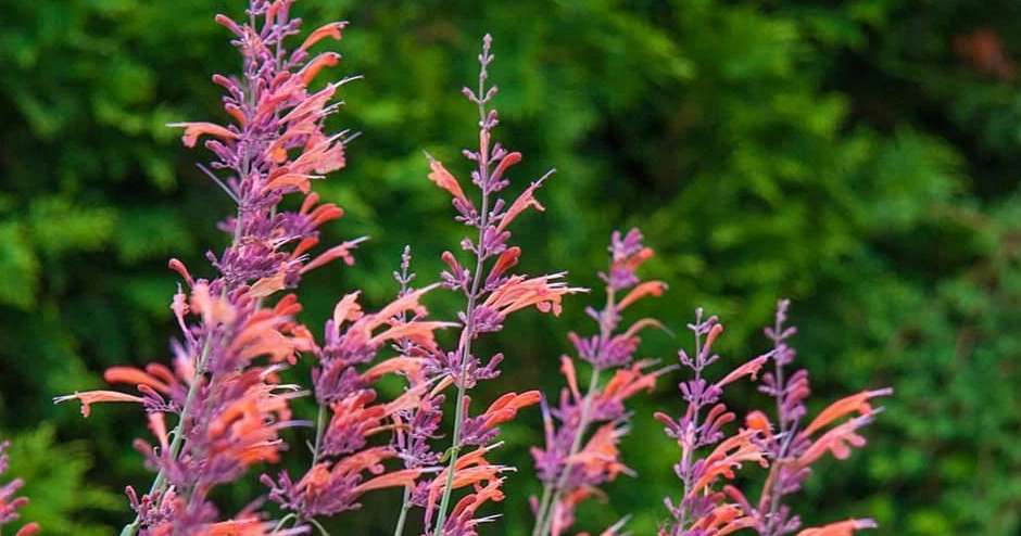 Graines biologiques d'Agastache 'Apache Sunset' - Pensez Sauvage