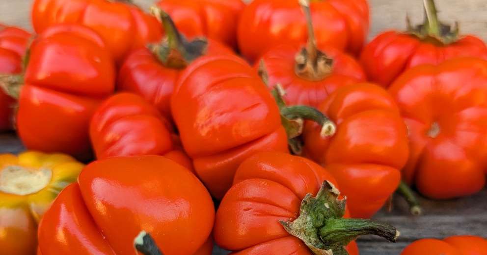 Graines biologiques d'Aubergine diakhatou - Pensez Sauvage